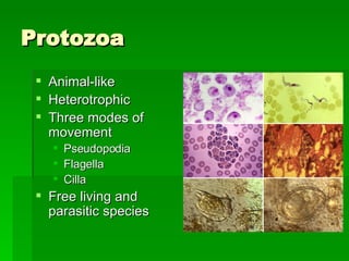 Protists | PPT
