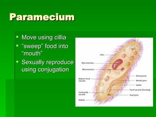Protists | PPT