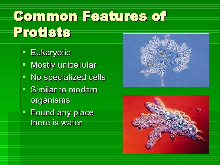 Types Of Protists List