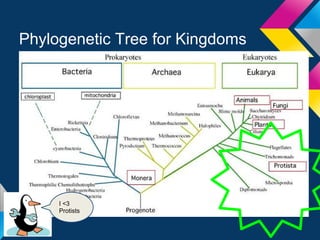 Protist Kingdom Tree