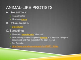 Protists | PPT