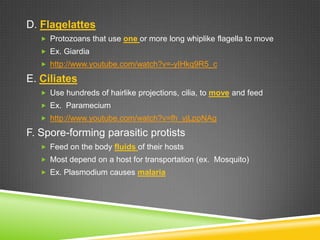 Protists | PPT