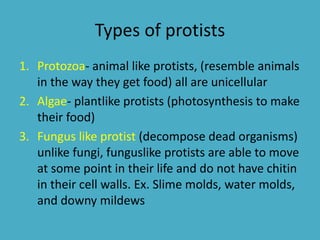 Protists | PPTX