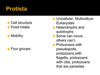 Protists | PPT