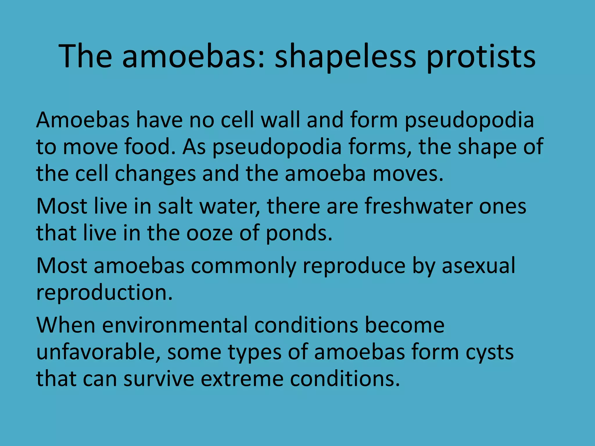 Protists | PPTX