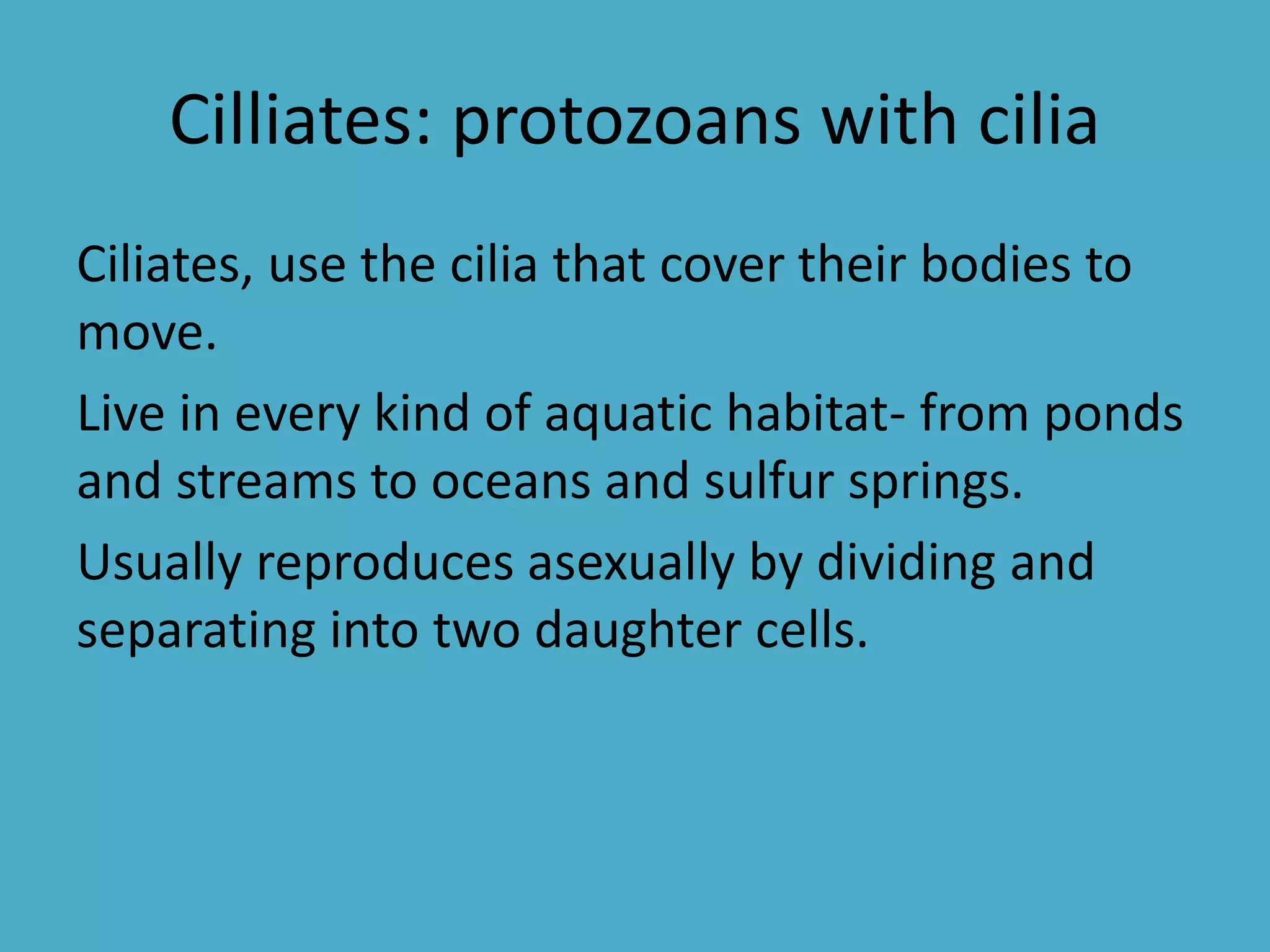 Protists | PPTX