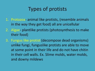 Protists | PPTX