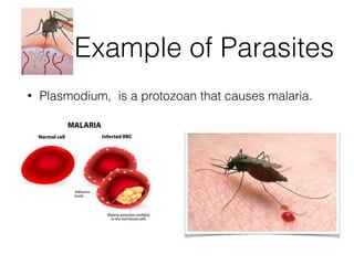 Malaria Protist Example
