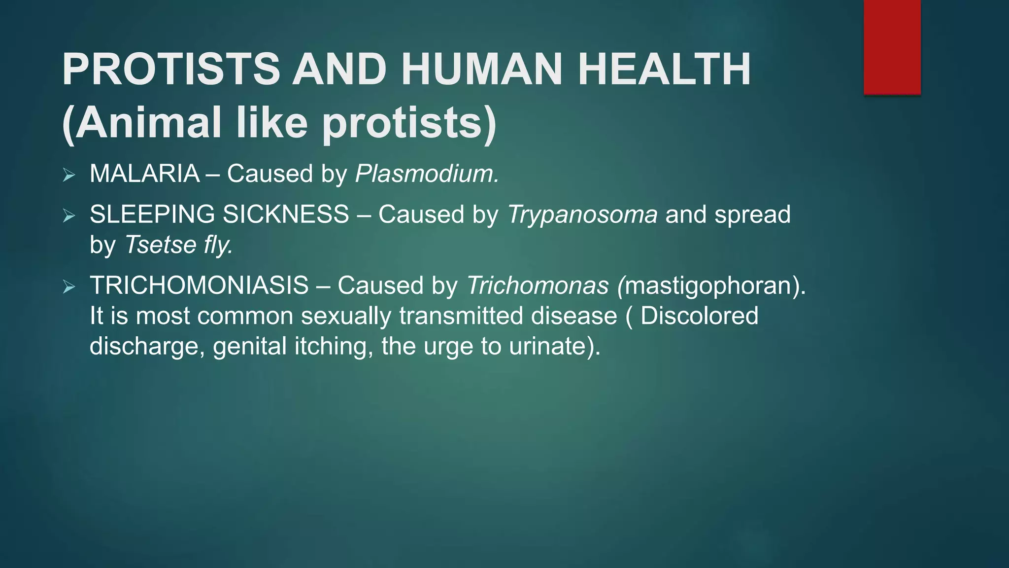 Protists Pptx 9441