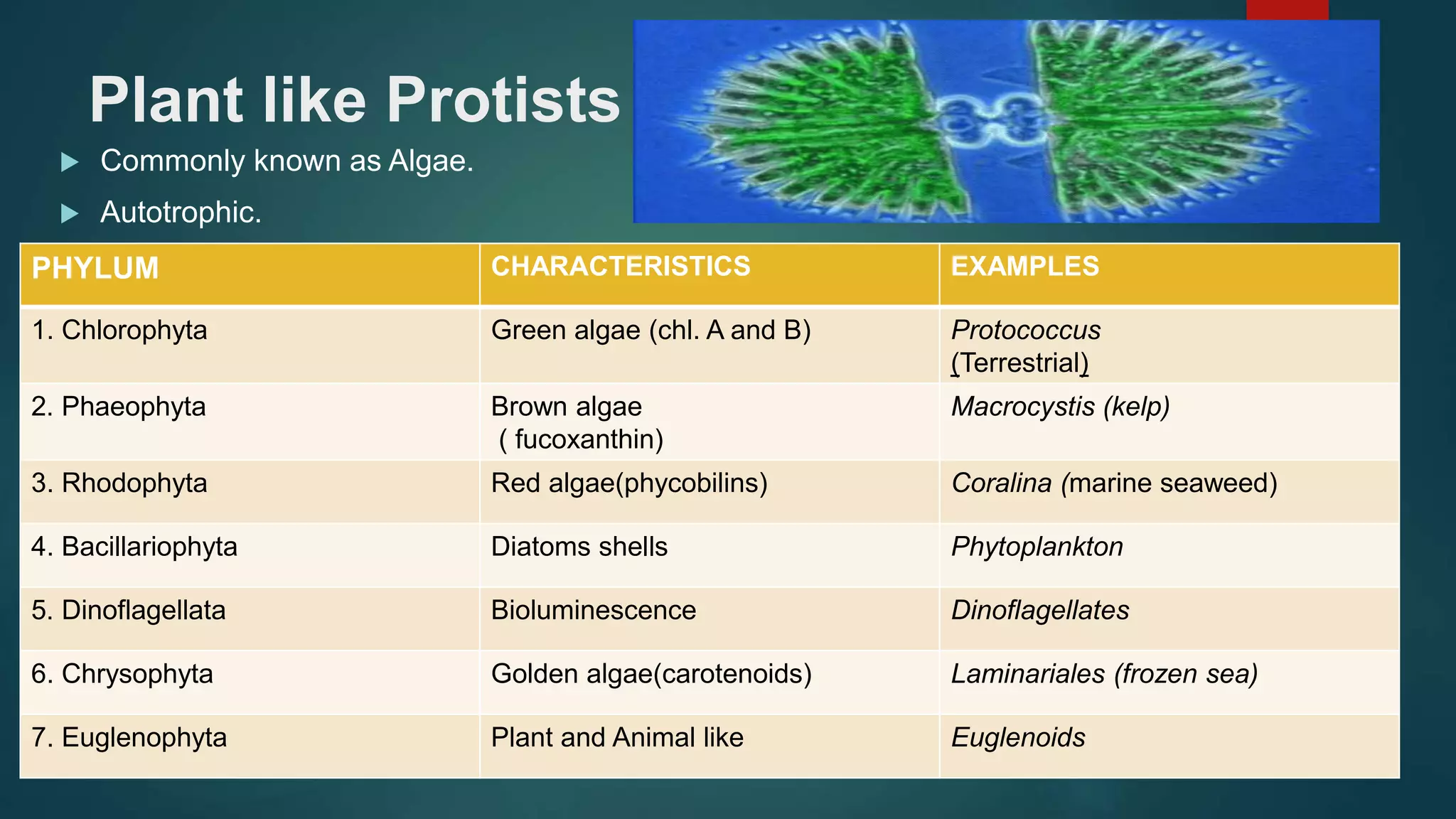 Protists | PPTX