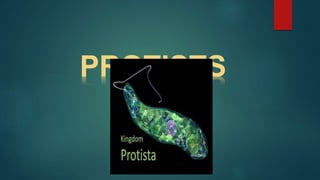 Protists | PPTX