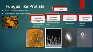 Protists | PPTX