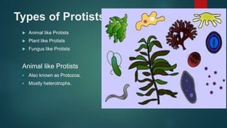 Protists | PPTX