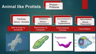 Protists | PPTX
