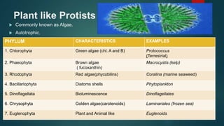 Protists | PPTX