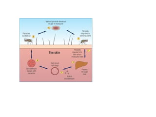 Protists malaria | PPT