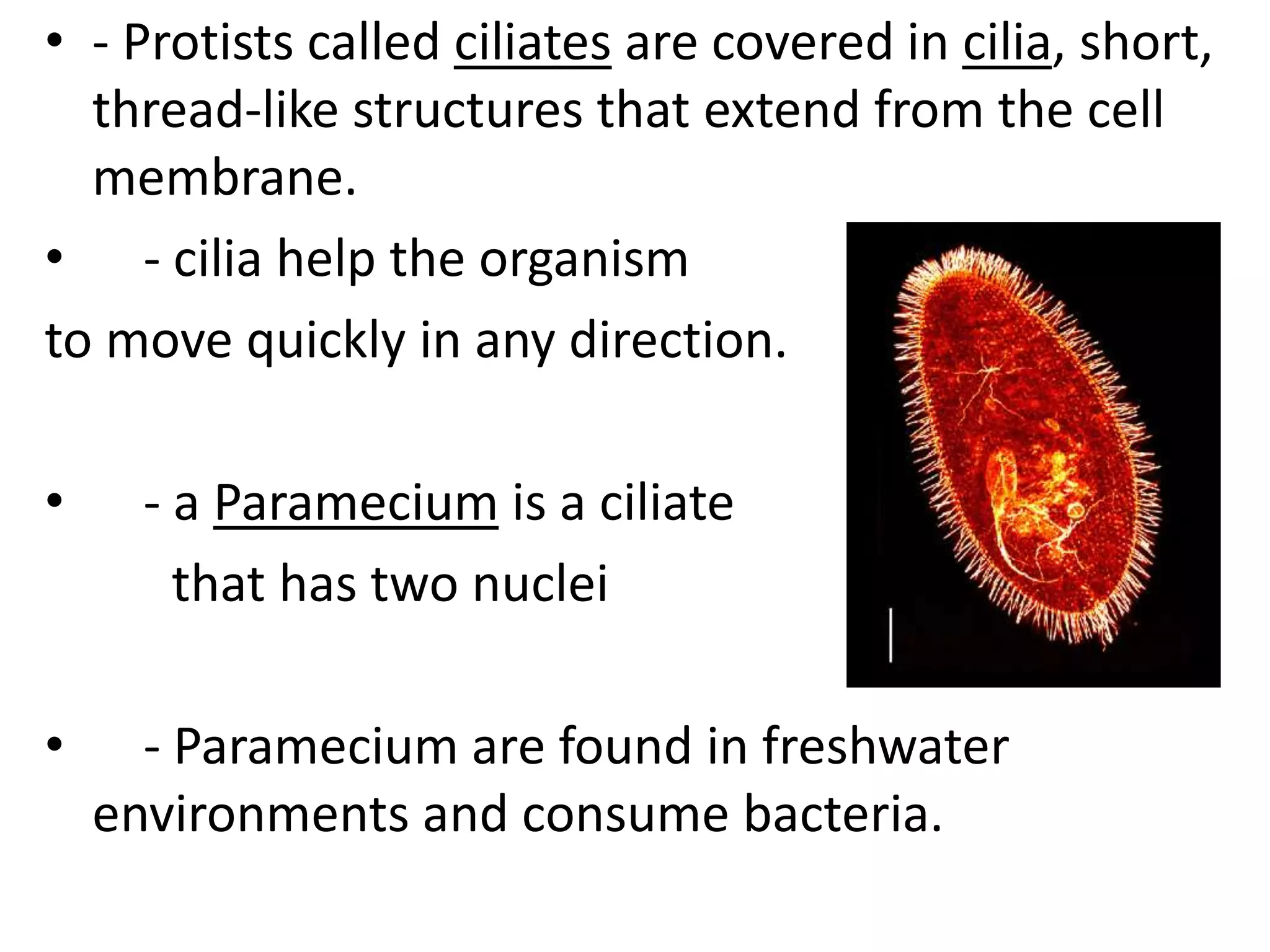 Protists science grade 7 | PPTX