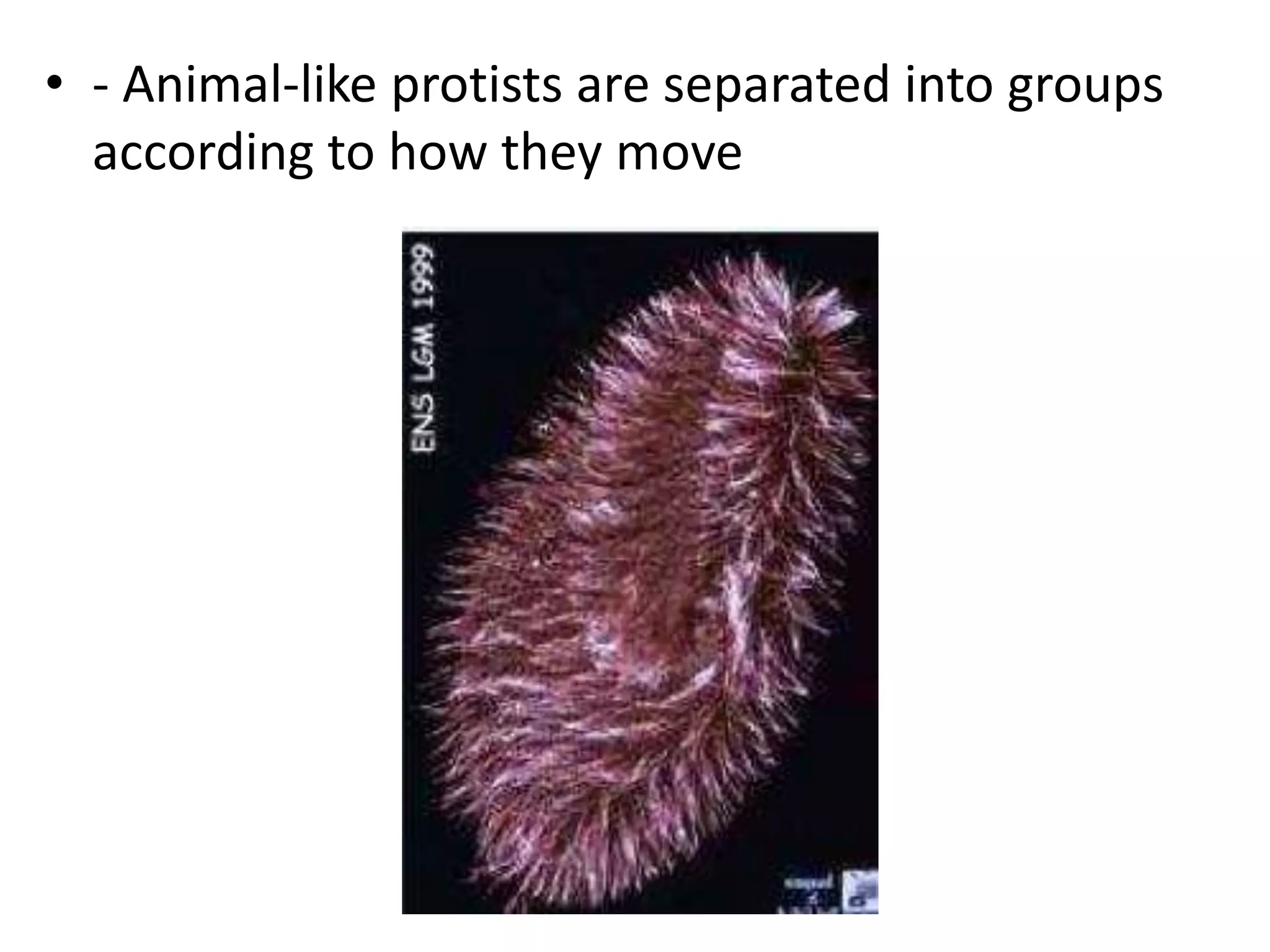 Protists science grade 7 | PPTX