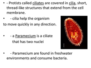 Protists science grade 7 | PPTX