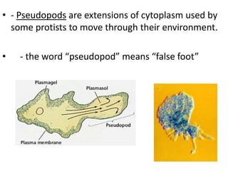 Protists science grade 7 | PPTX