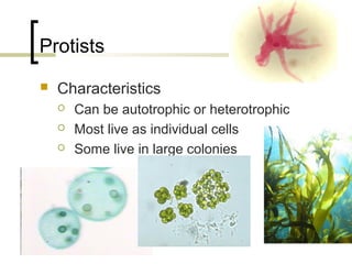 Protists | PPT