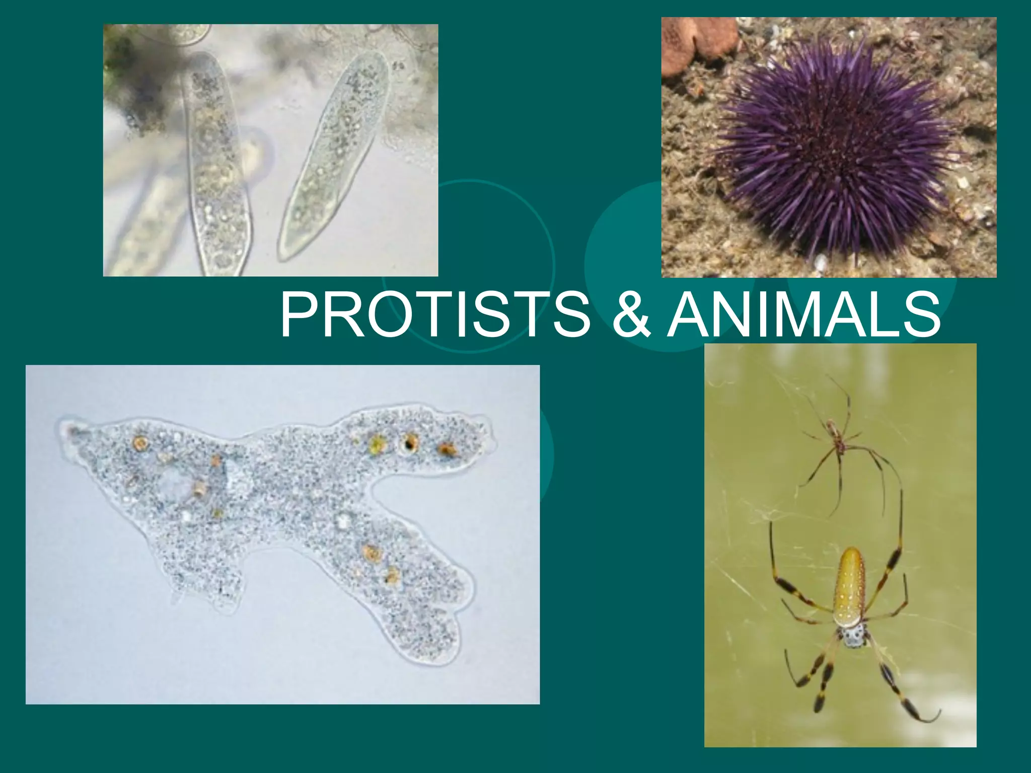 Protists animals plants_fungi | KEY
