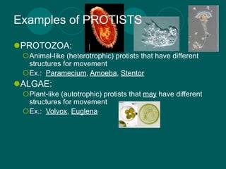 Autotrophic Protist