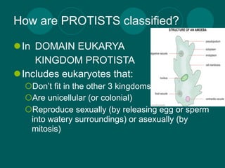 Eukarya Protista