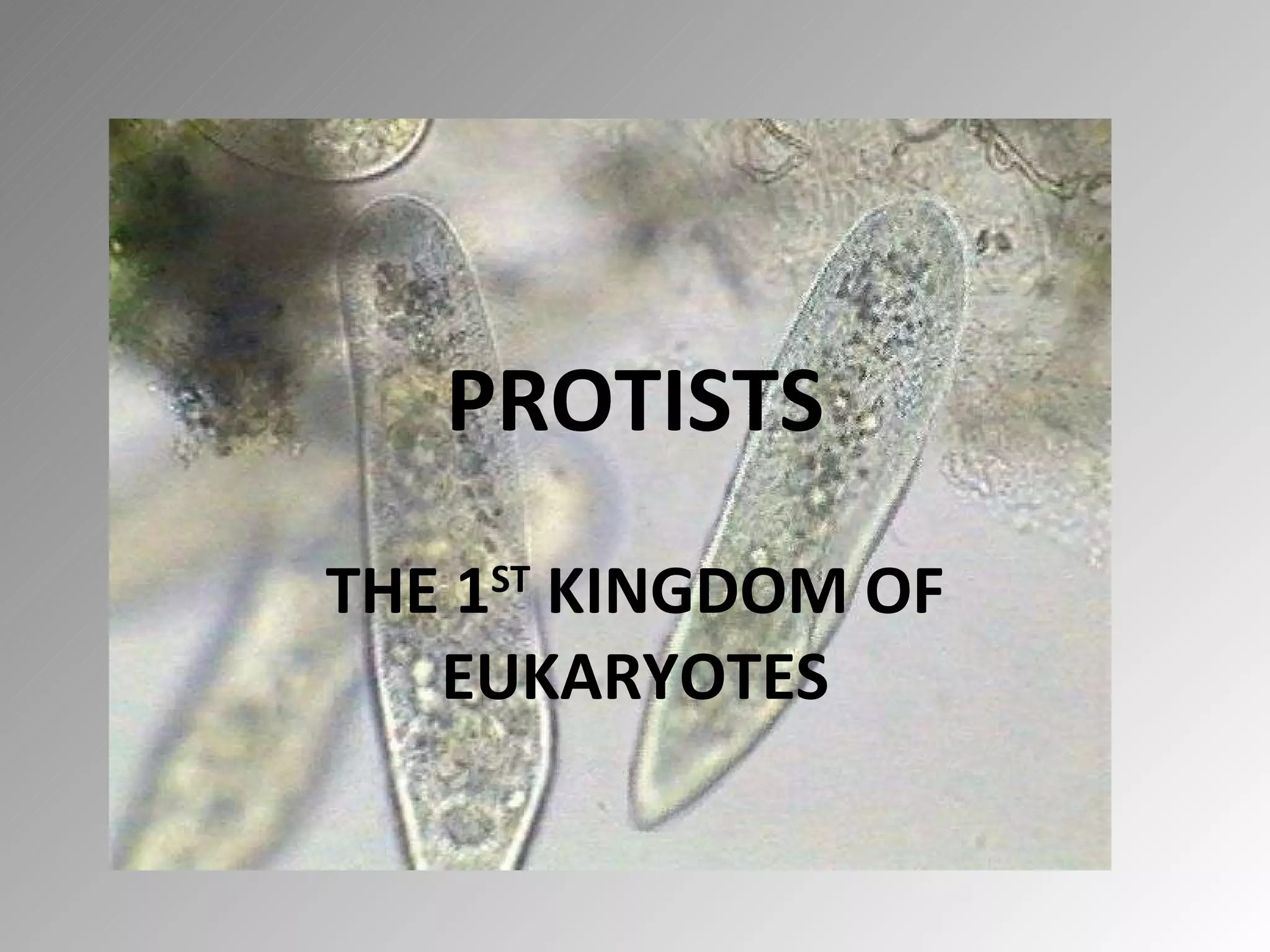 Protists biol 11 | PPT | Biological Sciences | Science
