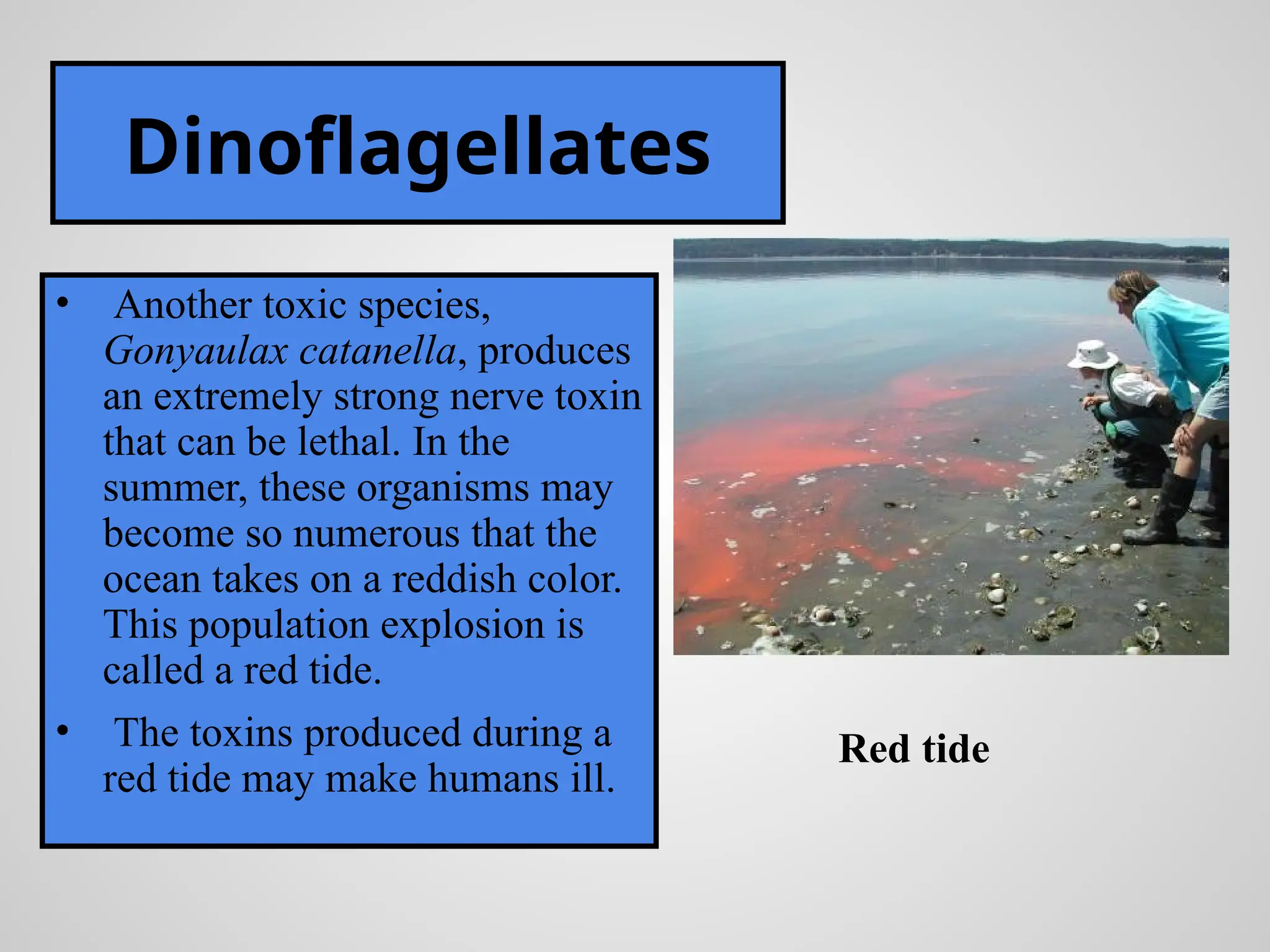 Protista and Fungi ppt ppt ppt ppt .ppt.pptx
