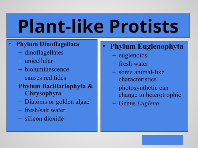 Protista and Fungi ppt ppt ppt ppt .ppt.pptx
