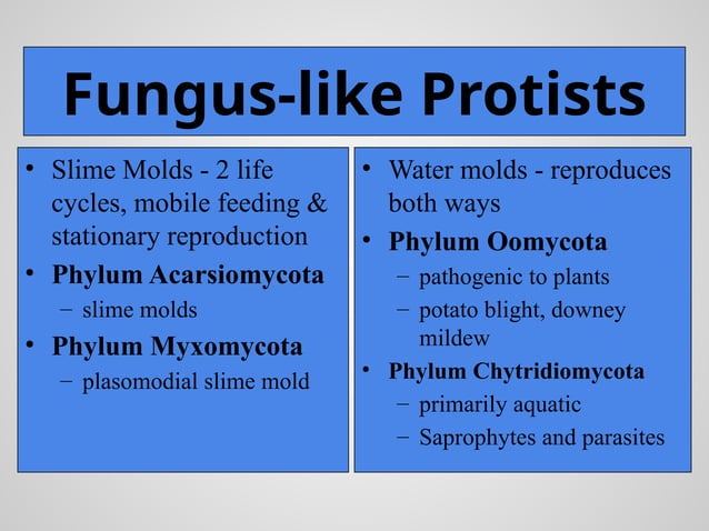 Protista and Fungi ppt ppt ppt ppt .ppt.pptx