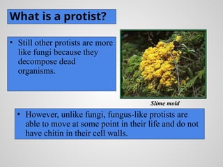 Protista and Fungi ppt ppt ppt ppt .ppt.pptx