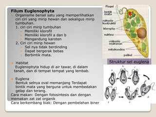 Ciri Ciri Euglenophyta