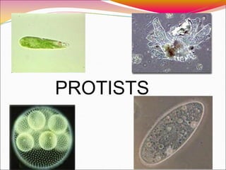 protists_ppt.pdf