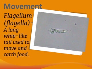 protists_ppt.pdf