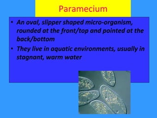 protists_ppt.pdf