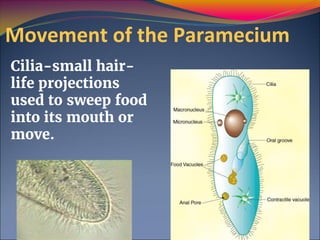 protists_ppt.pdf