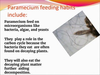 protists_ppt.pdf