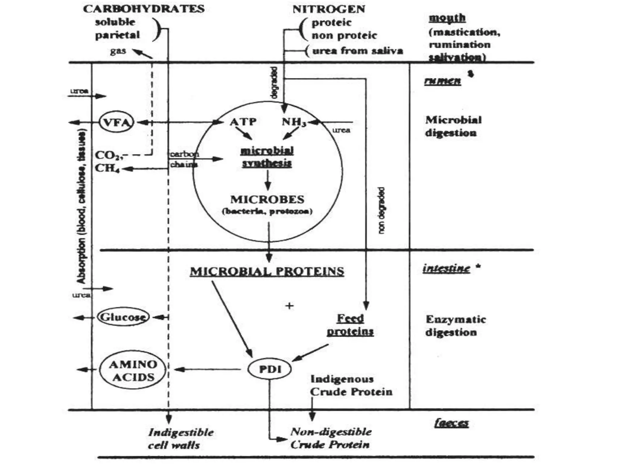 Protein Metabolism (Animal Nutrition) | PPTX