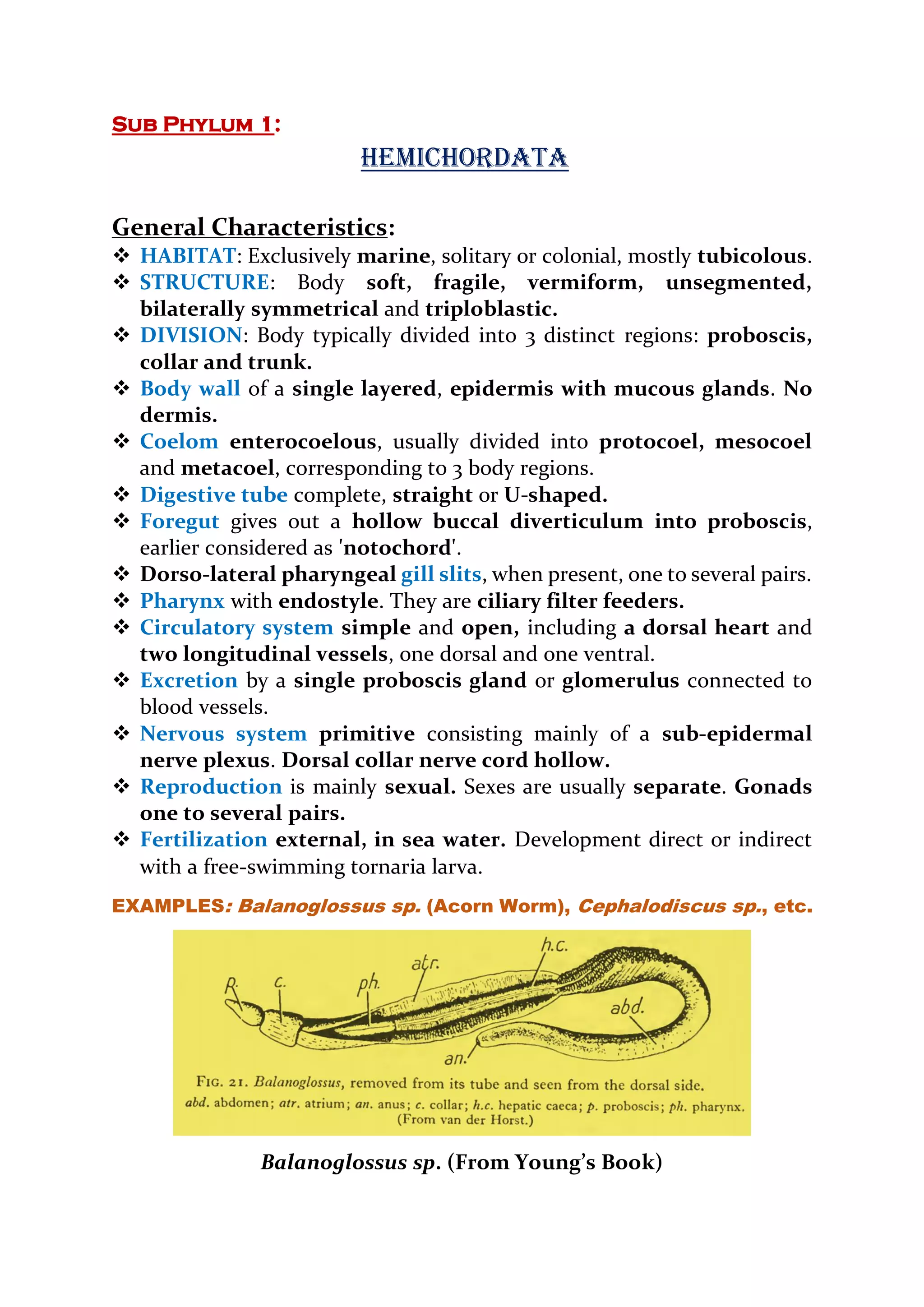Protochordata by Tiasha De (University of Calcutta) | PDF
