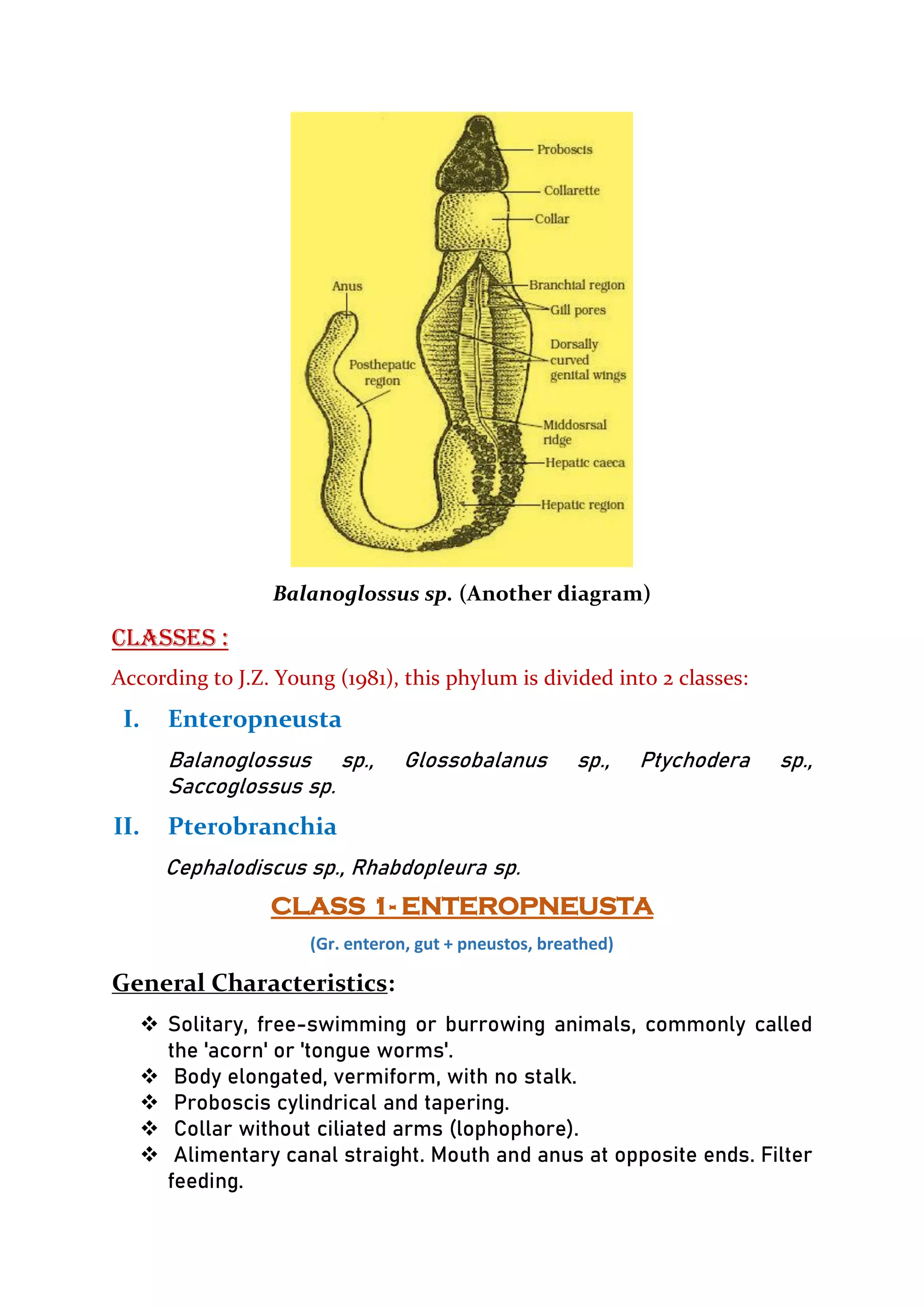 Protochordata by Tiasha De (University of Calcutta) | PDF