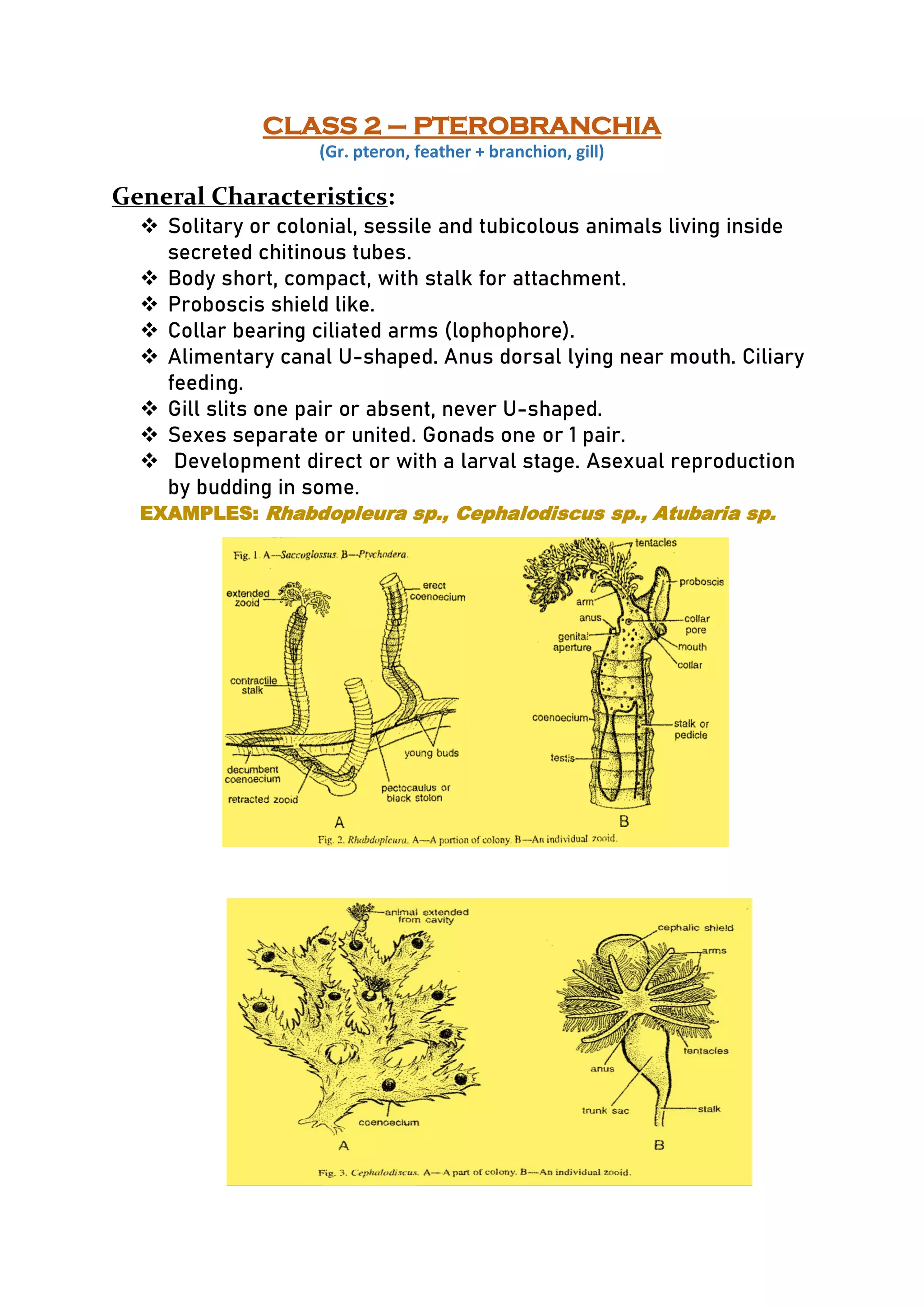 Protochordata by Tiasha De (University of Calcutta) | PDF