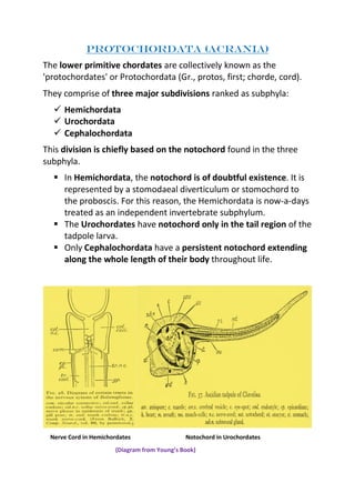 Protochordata by Tiasha De (University of Calcutta) | PDF