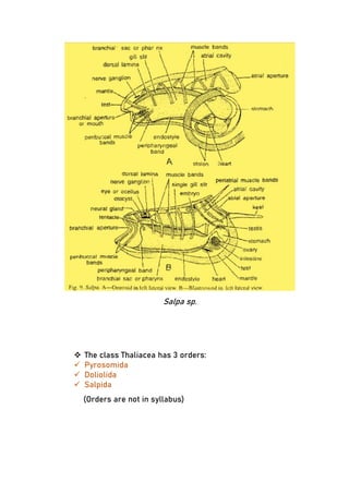 Protochordata by Tiasha De (University of Calcutta) | PDF