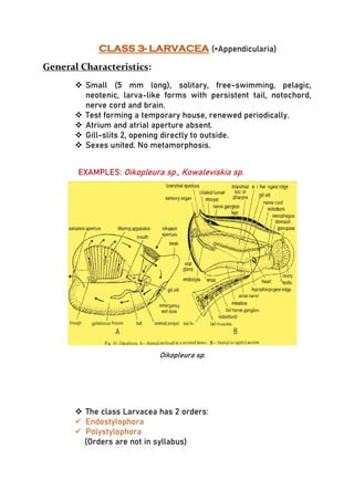 Protochordata by Tiasha De (University of Calcutta) | PDF