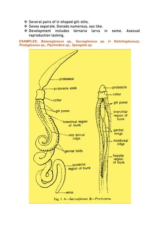 Protochordata by Tiasha De (University of Calcutta) | PDF