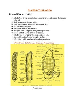 Examples Of Protochordata