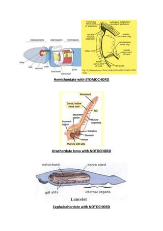 Protochordata by Tiasha De (University of Calcutta) | PDF
