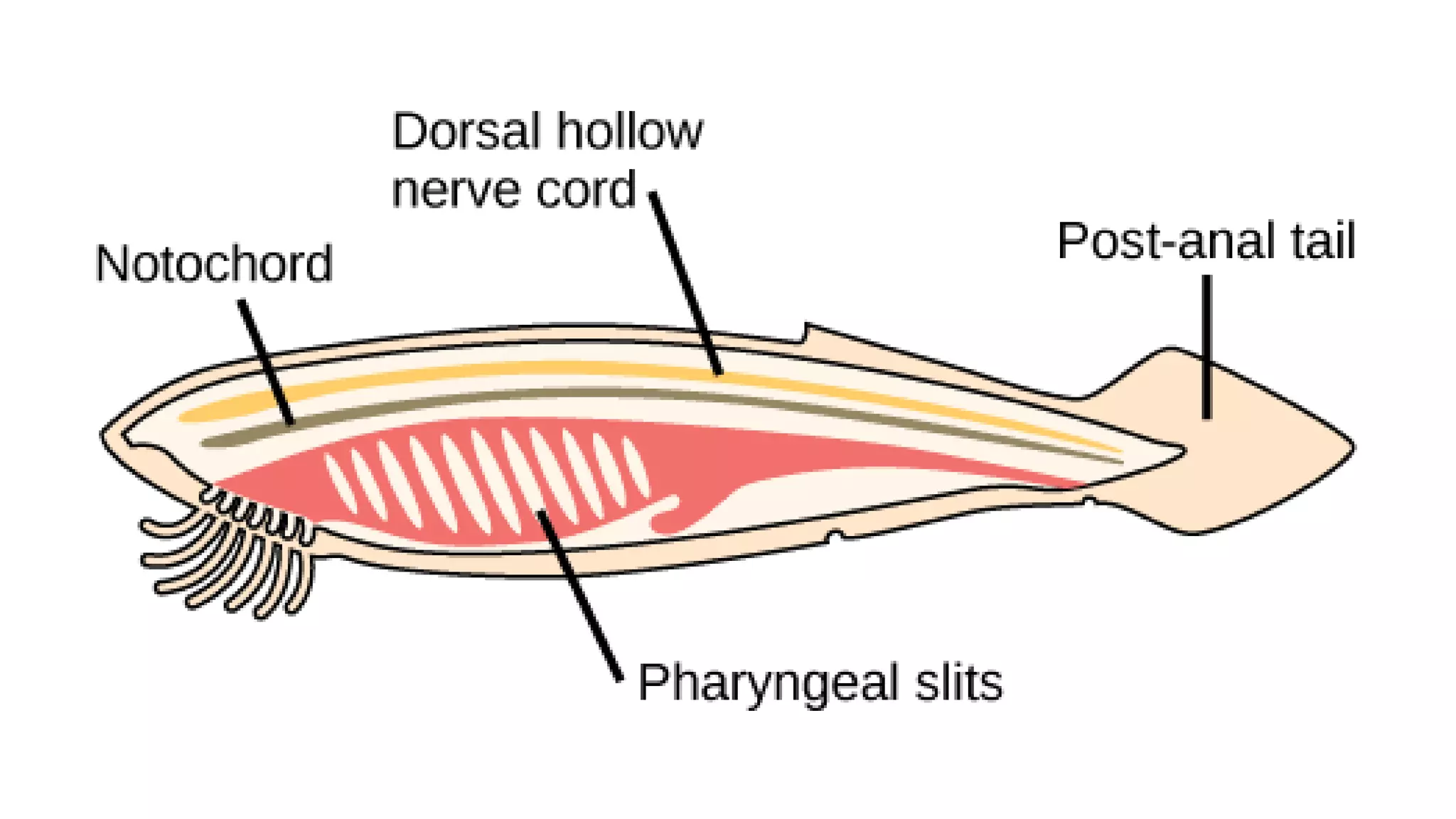 PROTOCHORDATA | PPTX
